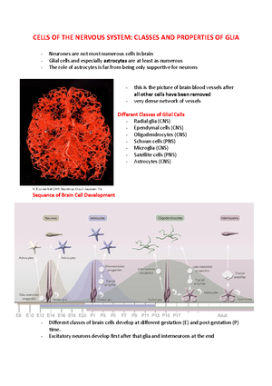 Evolution of the Nervous System - White pepper moth during industrial ...
