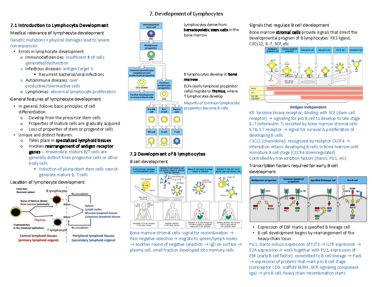 Immuno exam 3 - Exam 3 study guide - 7. Development of Lymphocytes 7 ...
