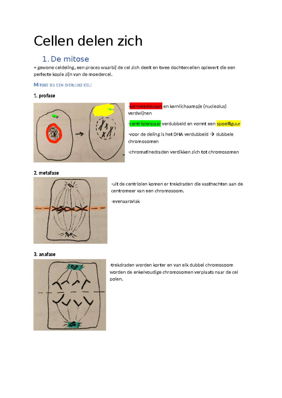 Cellen delen zich - De mitose = gewone celdeling, een proces waarbij de ...