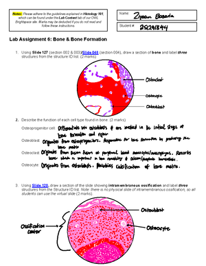 Lab 4 Histology 3309 - Connective Tissue - Lab Assignment 4: Connective ...