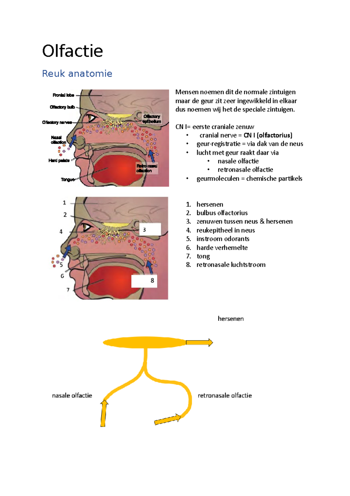 Samenvatting reuk olfactie - Olfactie Reuk anatomie Mensen noemen dit ...