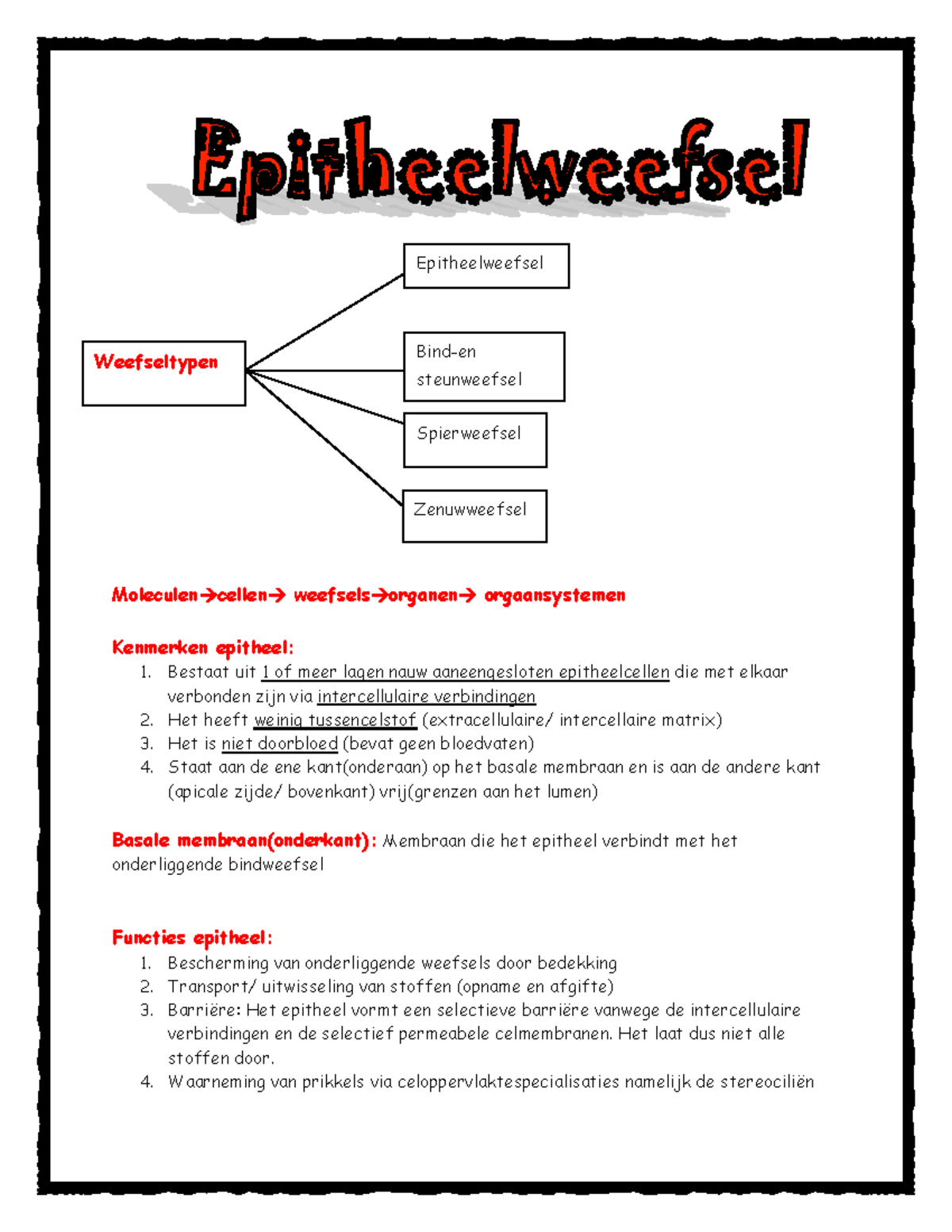 Samenvatting Functionele Histologie Junqueira - Hoofdstuk ...