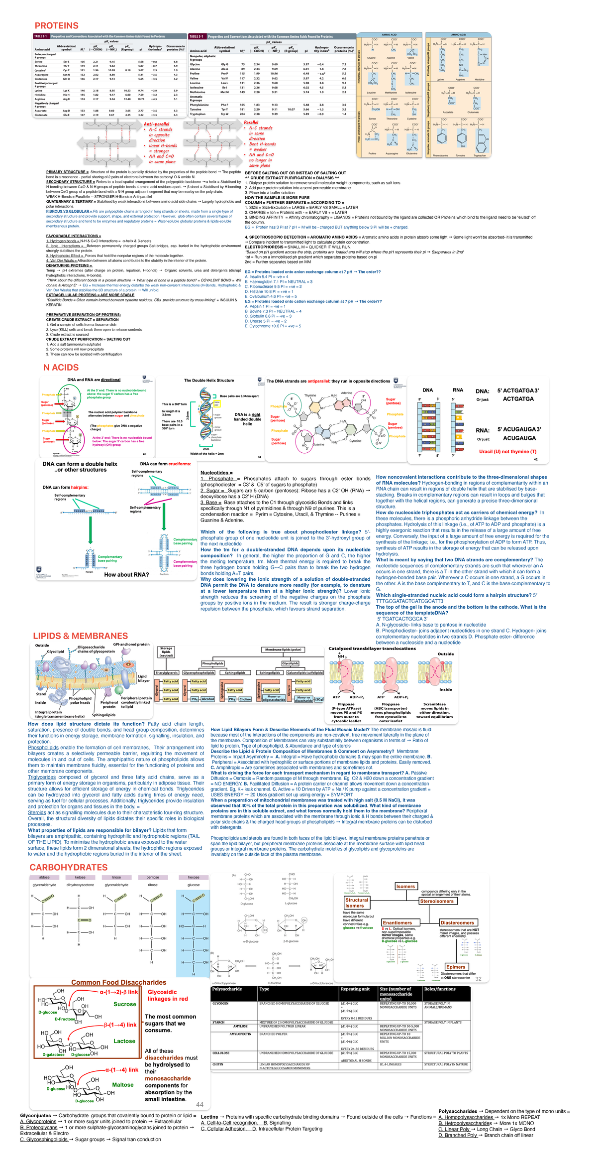 BIO213 mid session EXAM Notes - PRIMARY STRUCTURE = Structure of the ...