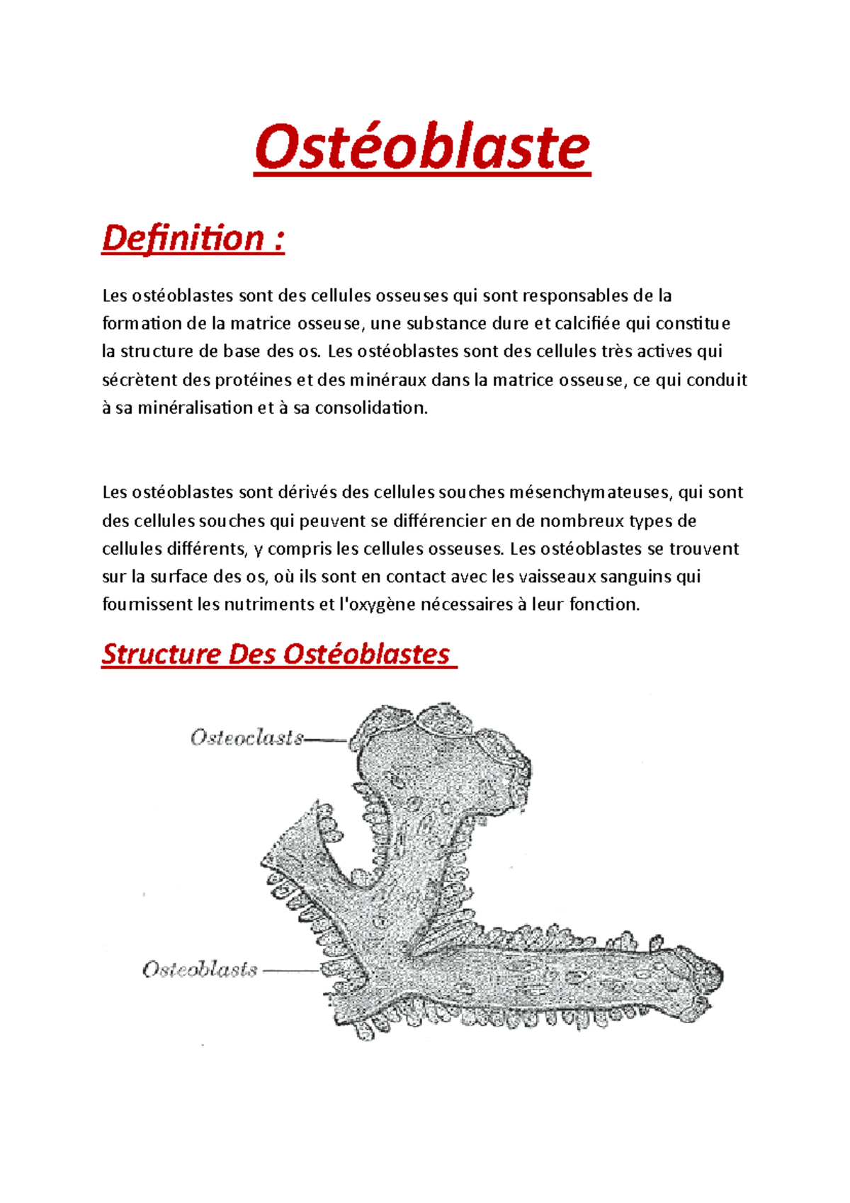 Ostéoblaste - Ostéoblaste Definition : Les ostéoblastes sont des ...
