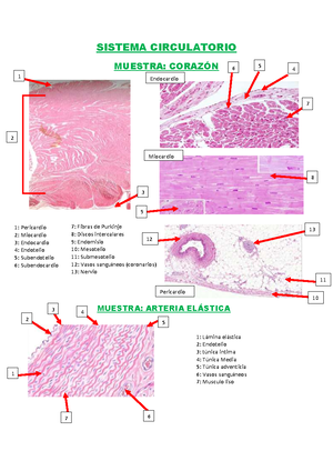 Corpusculos EN EL Sistema Tegumentario - Corpúsculos en el sistema ...