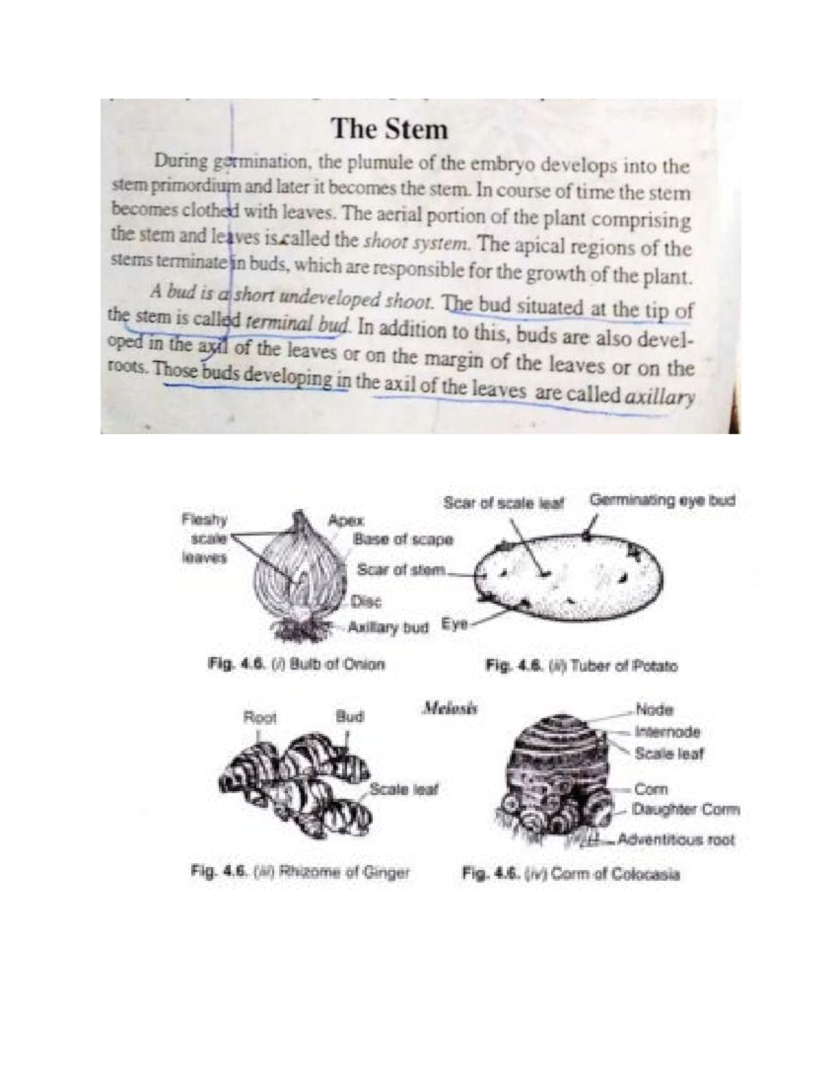 Morphology of Angiosperms Stem - botany - Studocu