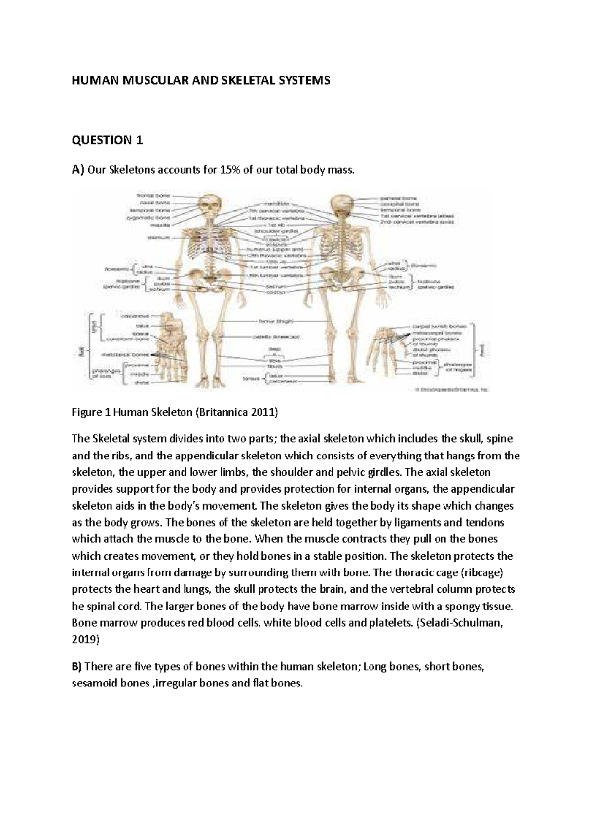 Human Muscular AND Skeletal Systems - HUMAN MUSCULAR AND SKELETAL ...
