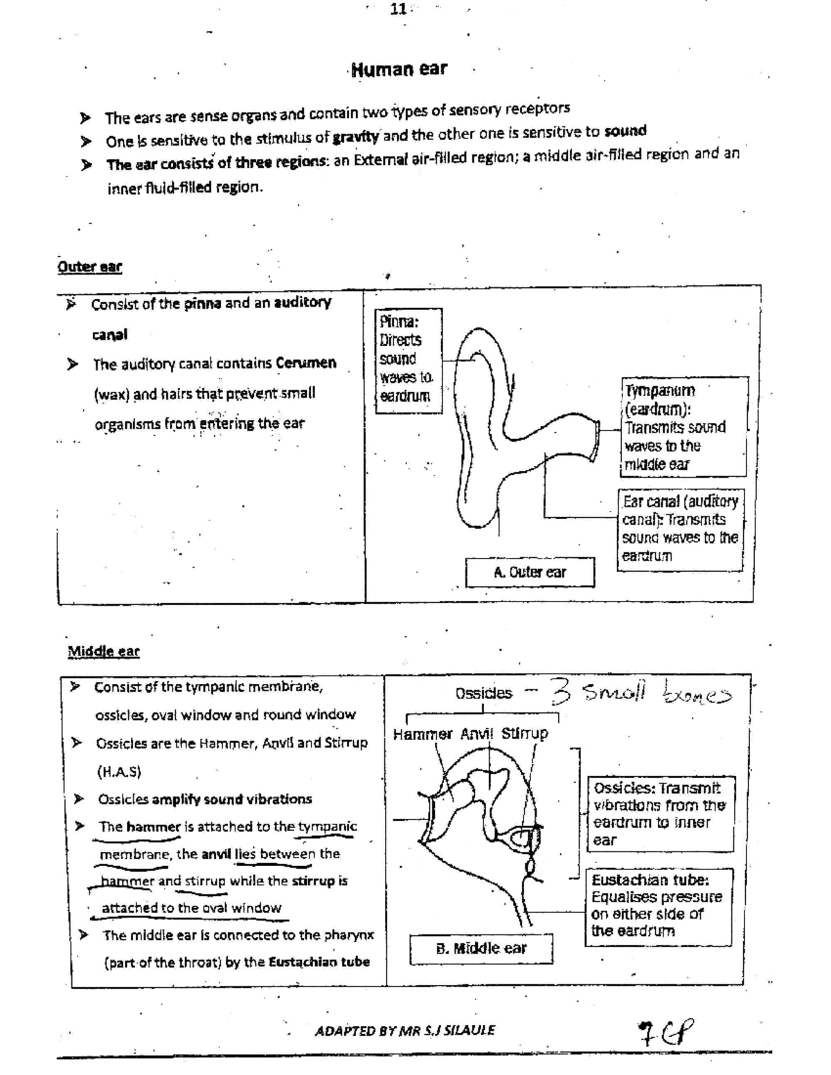 The Human Ear - ZV - Life Sciences Note Some of them they summarize by ...