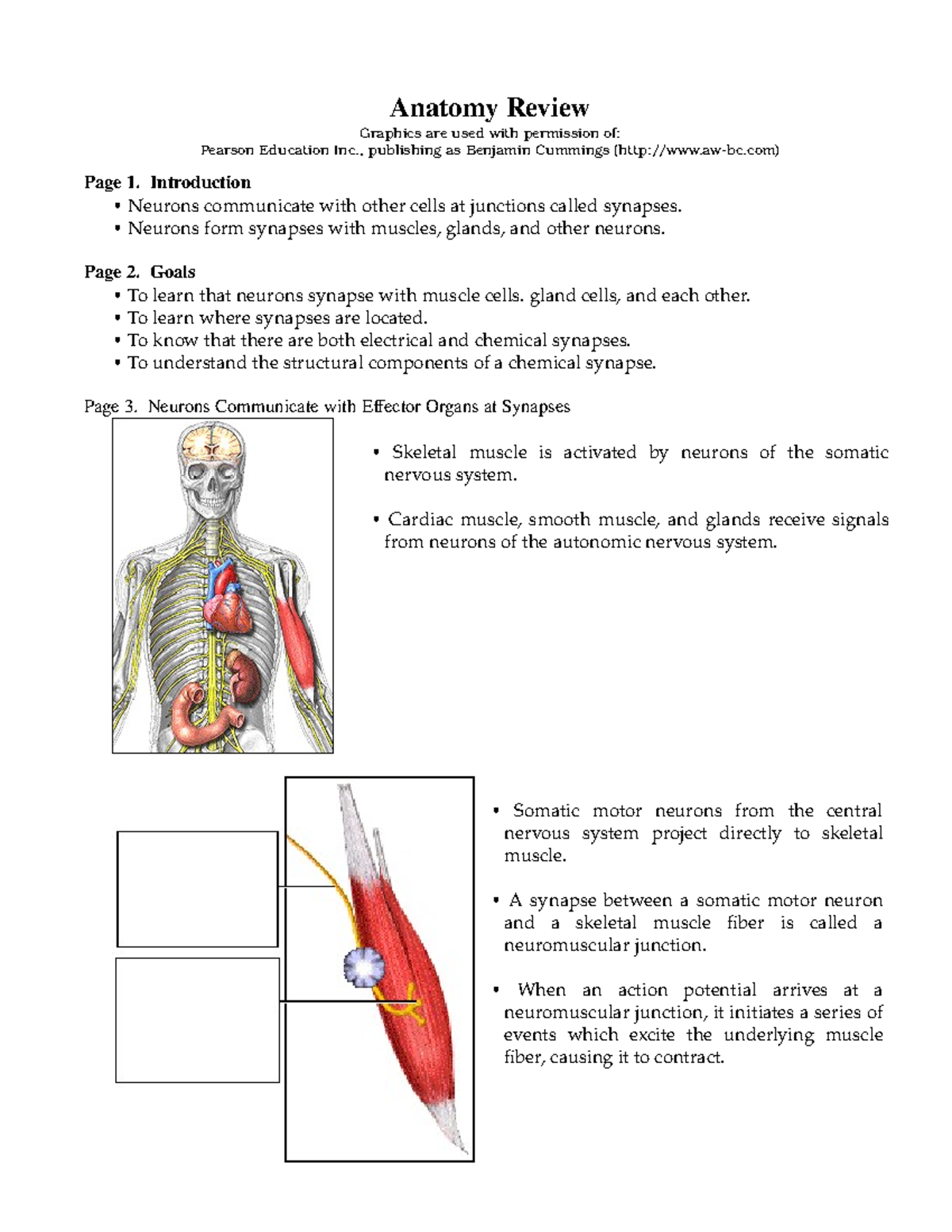 Anatomy of the Nervous System Review - Anatomy Review Graphics are used ...