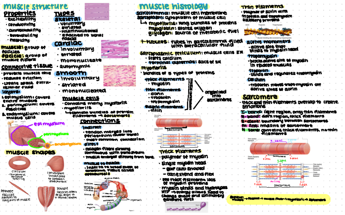 Muscle structure review - muscle structure muscle histology Thin ...