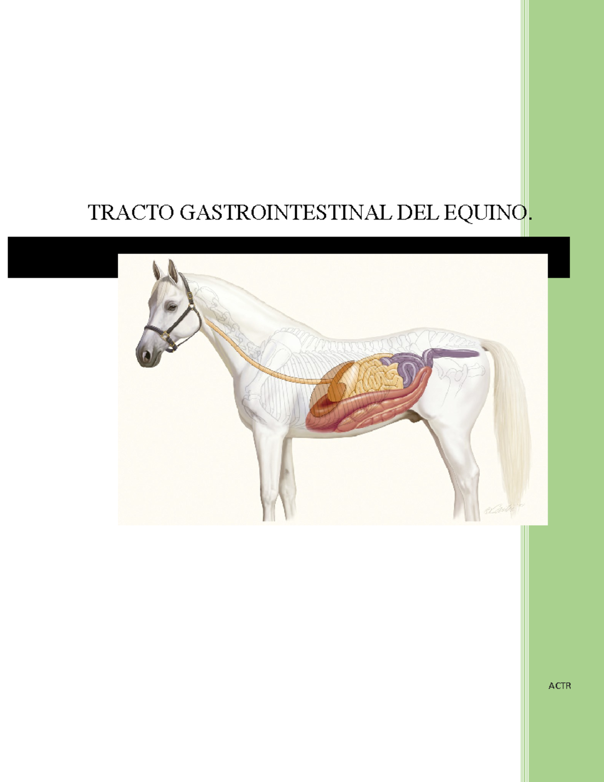 Tubo digestivo del equino - ACTR TRACTO GASTROINTESTINAL DEL EQUINO ...