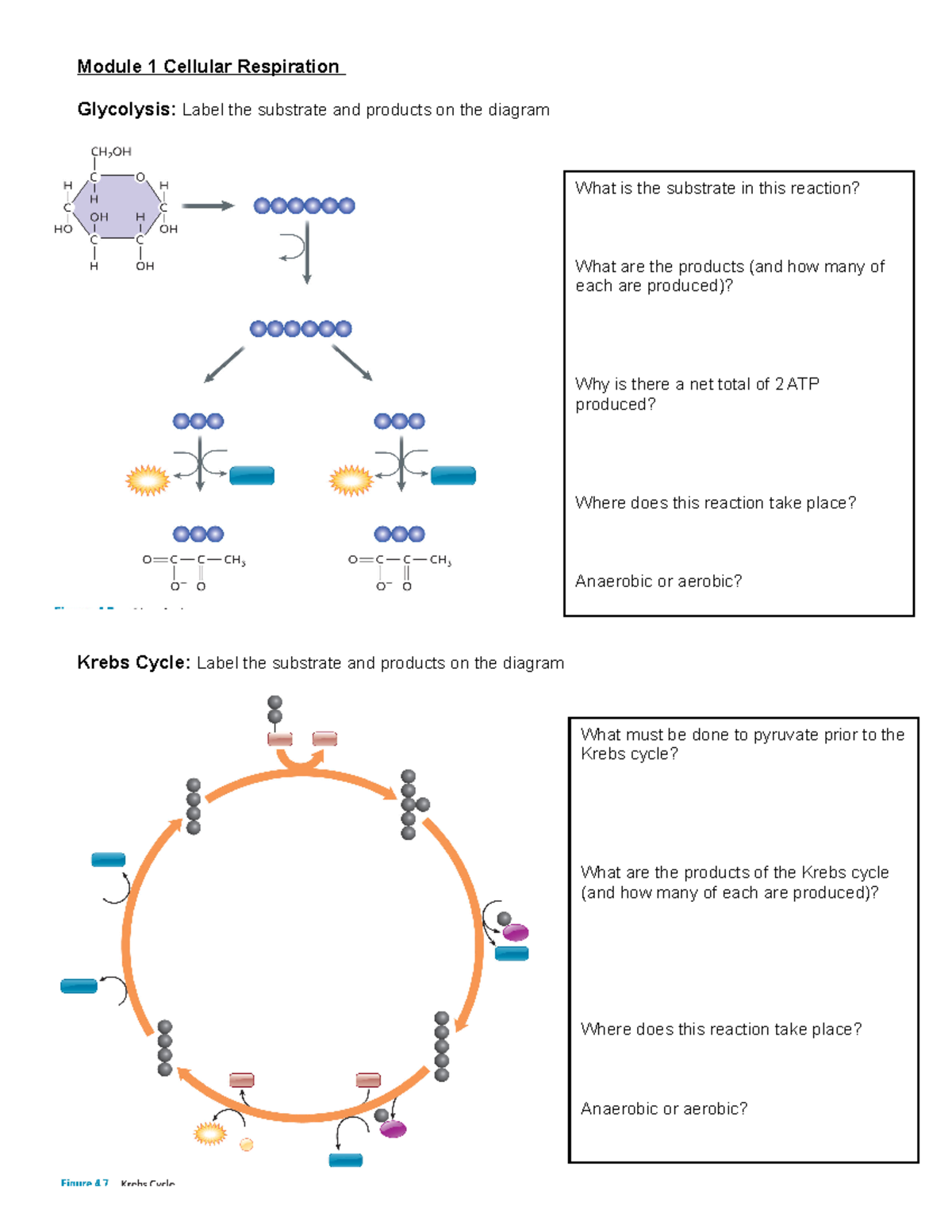 Module 1 worksheet - Review - Module 1 Cellular Respiration Glycolysis ...