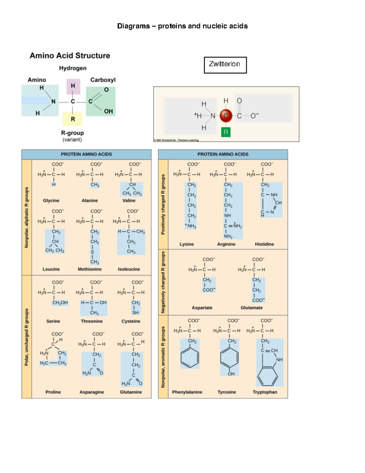 Diagrams 2 Protein n Nuleic Acids copy - Plant Molecular Biology ...