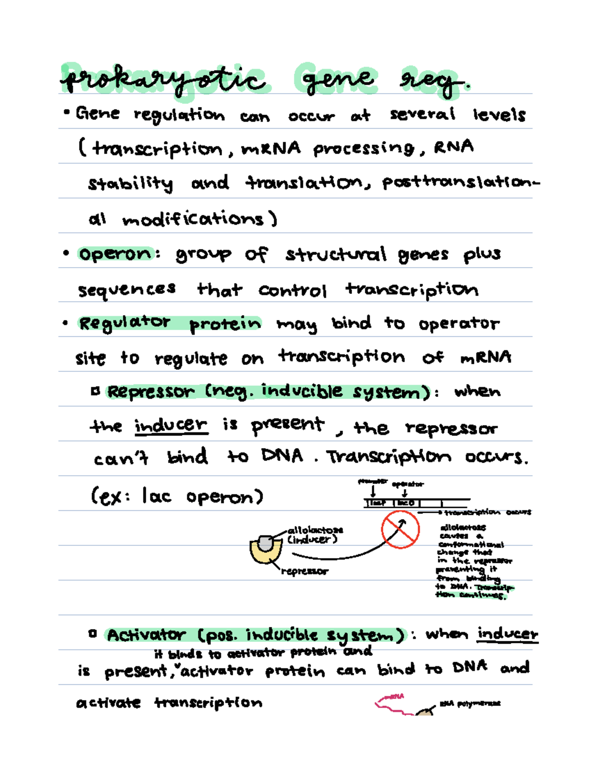 Prokaryotic gene regulation review (trp operon) - BIOL 24100 - Studocu