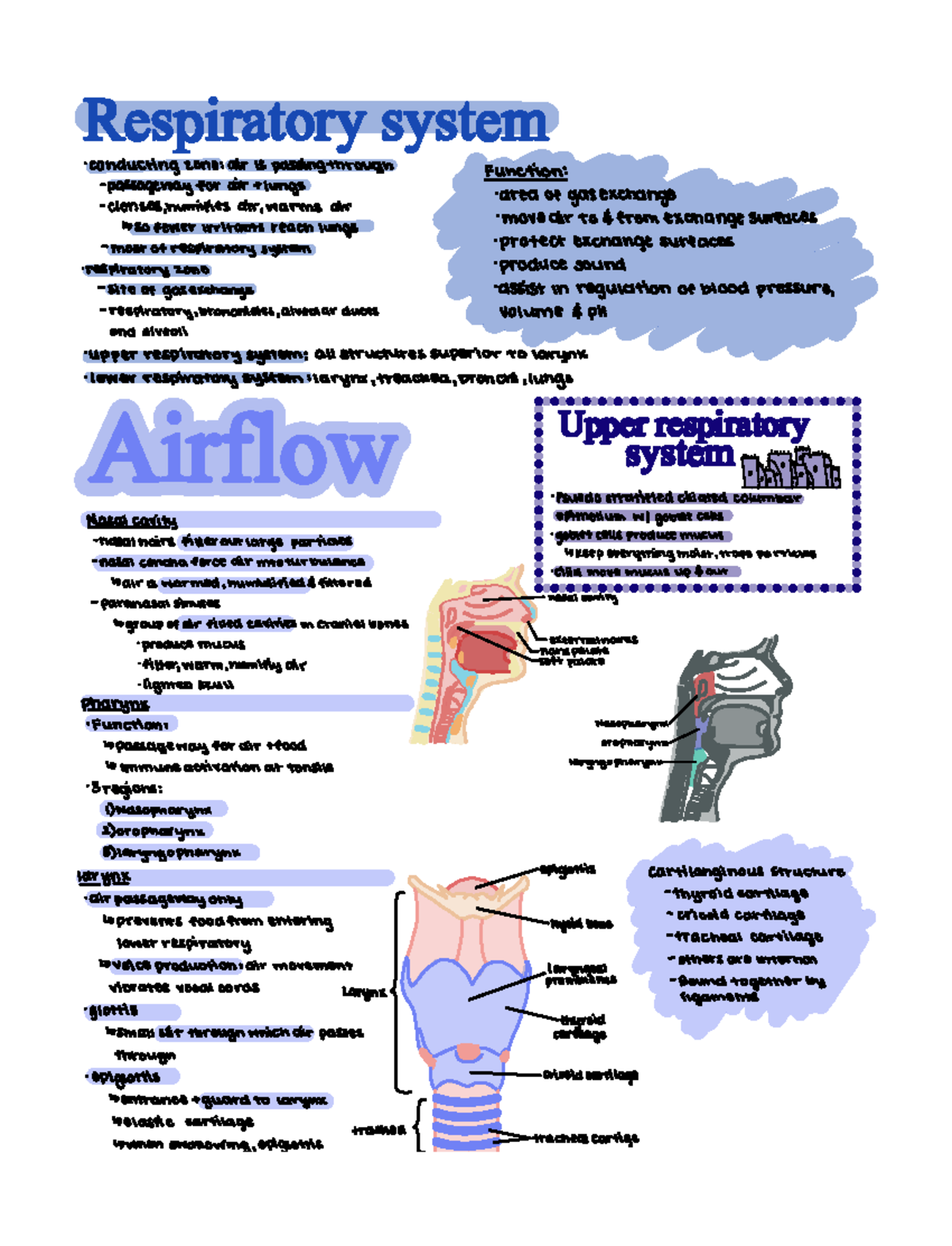 respiratory system notes for A&P 2 - Itami iaiiixiiisp'iiiKigiatiimiiii ...