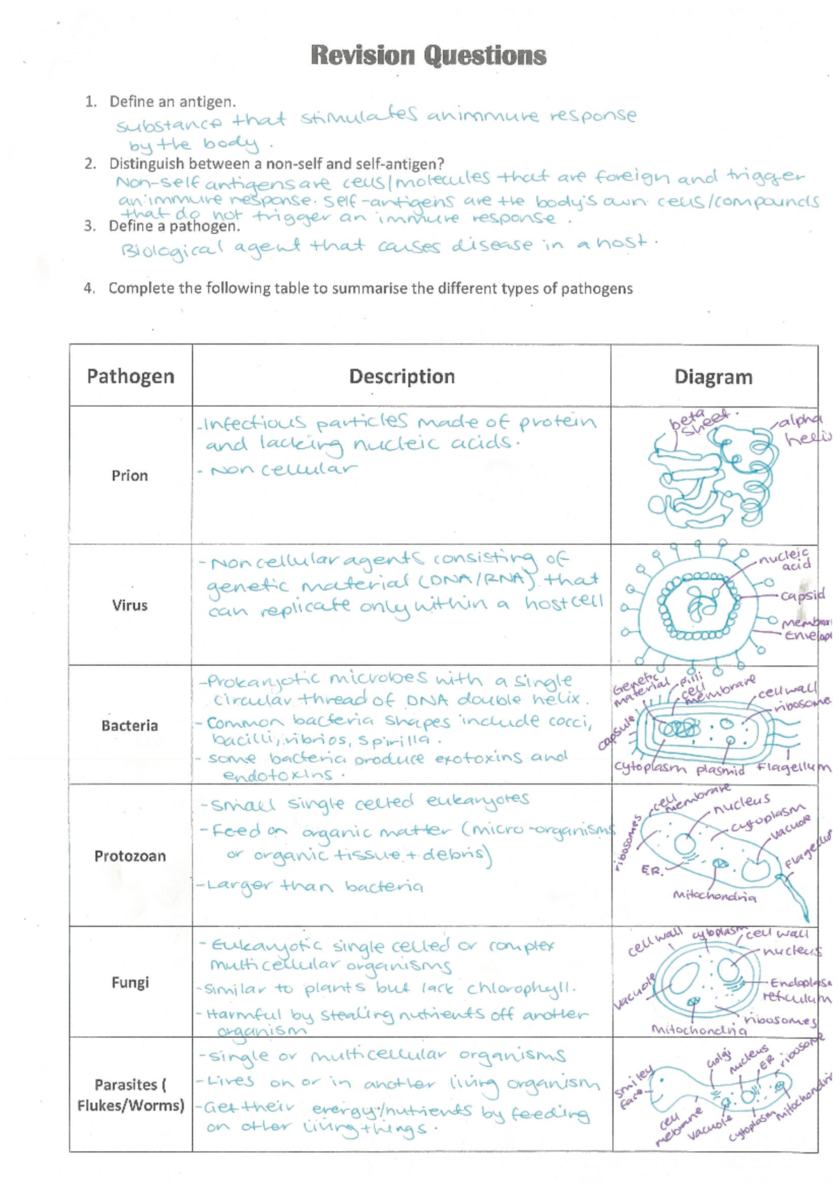 Immune system SAC revision answers - Studocu