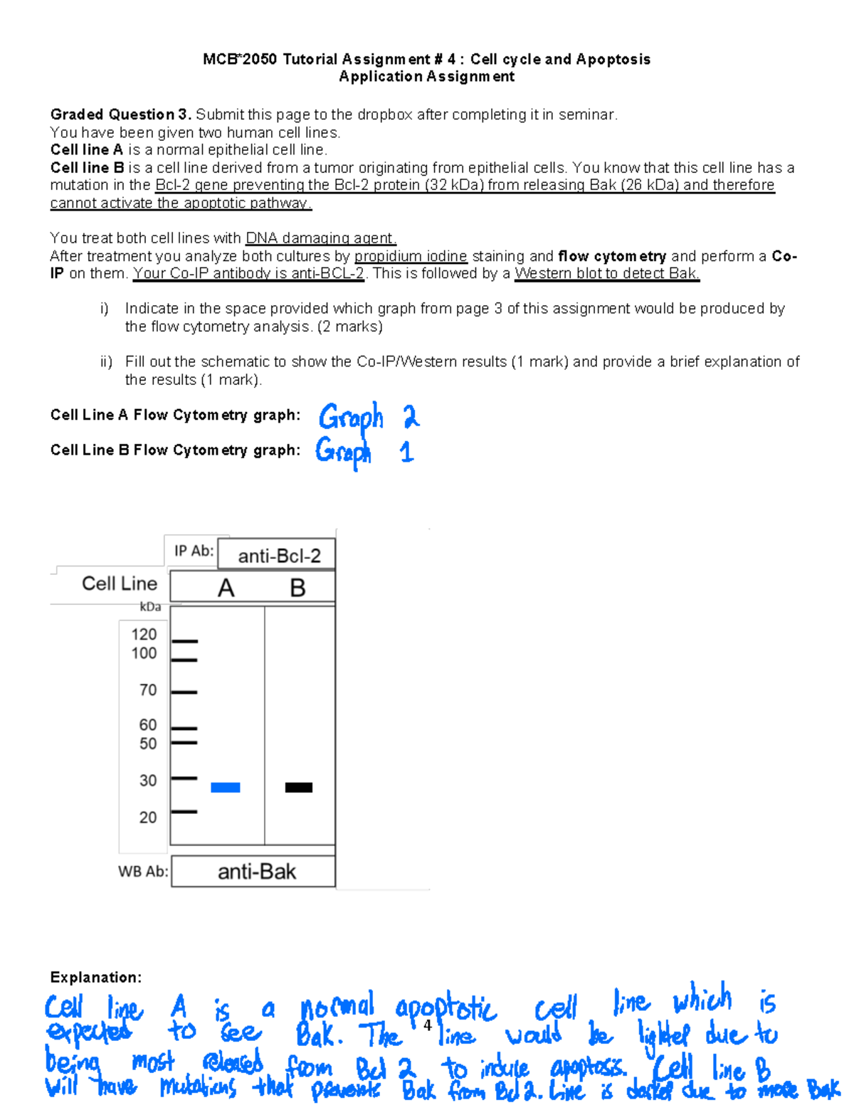 Seminar 4 hand in page - MCB*2050 Tutorial Assignment # 4 : Cell cycle and Apoptosis Application ...
