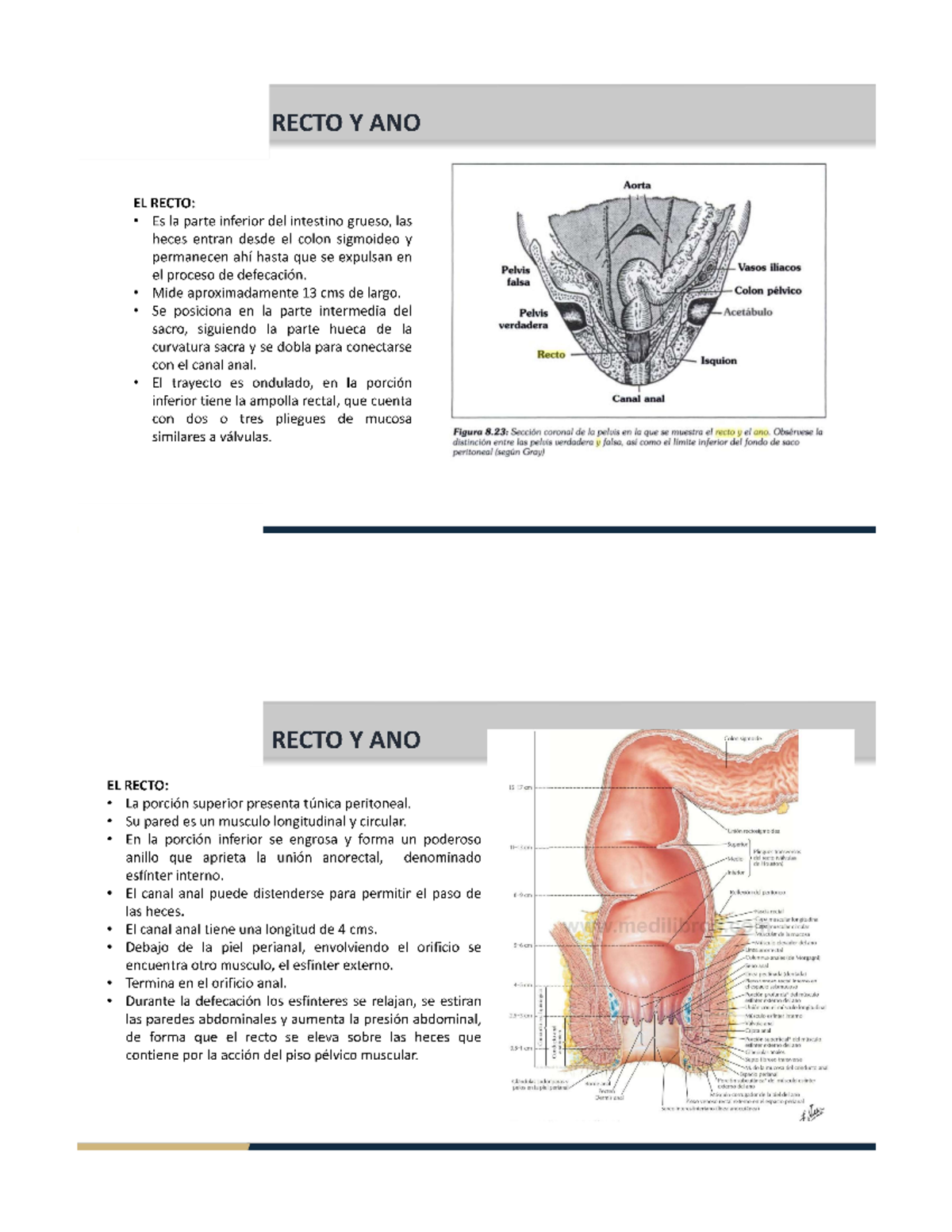 Anato 1 - Anatomía Humana - Studocu