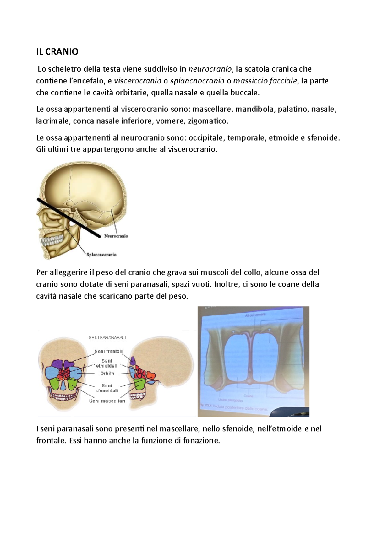 IL Cranio - Riassunto Anatomia Umana - IL CRANIO Lo scheletro della ...