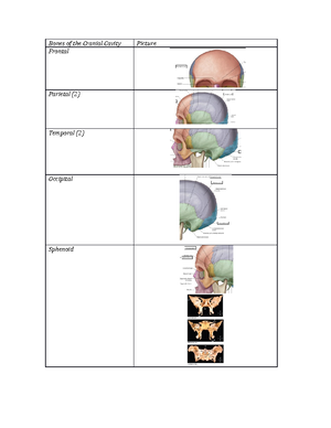 Pelvis - Pelvis Bony Pelvis Females: circular inlet, wide angle b/t ...