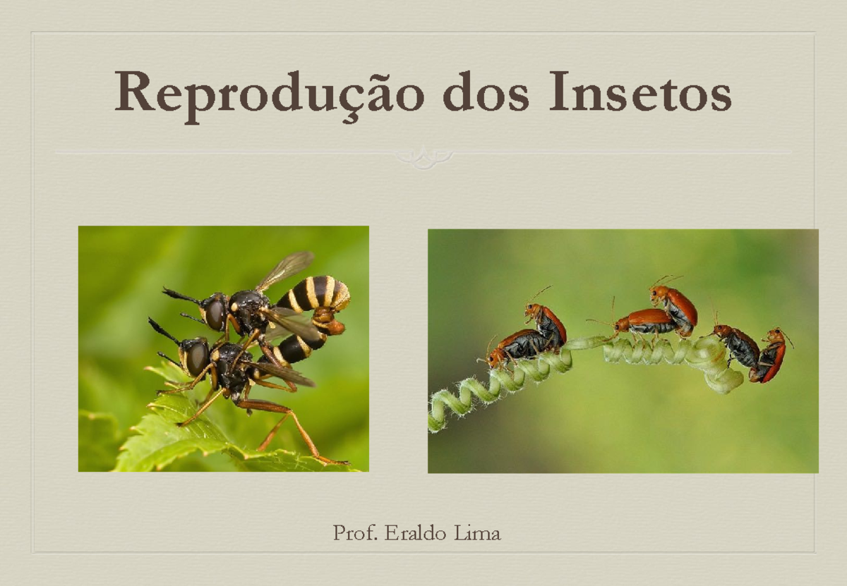 Aula Reprodução (2023) - Reprodução dos Insetos Prof. Eraldo Lima ...