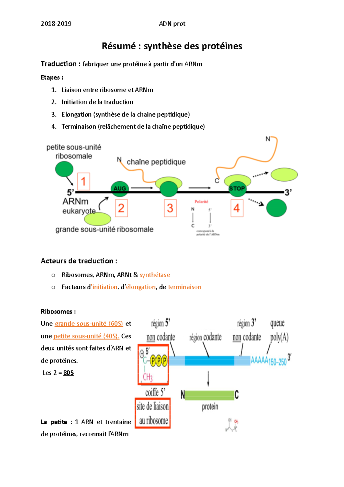 H) synthèse des protéines - Warning: TT: undefined function: 32 Résumé ...