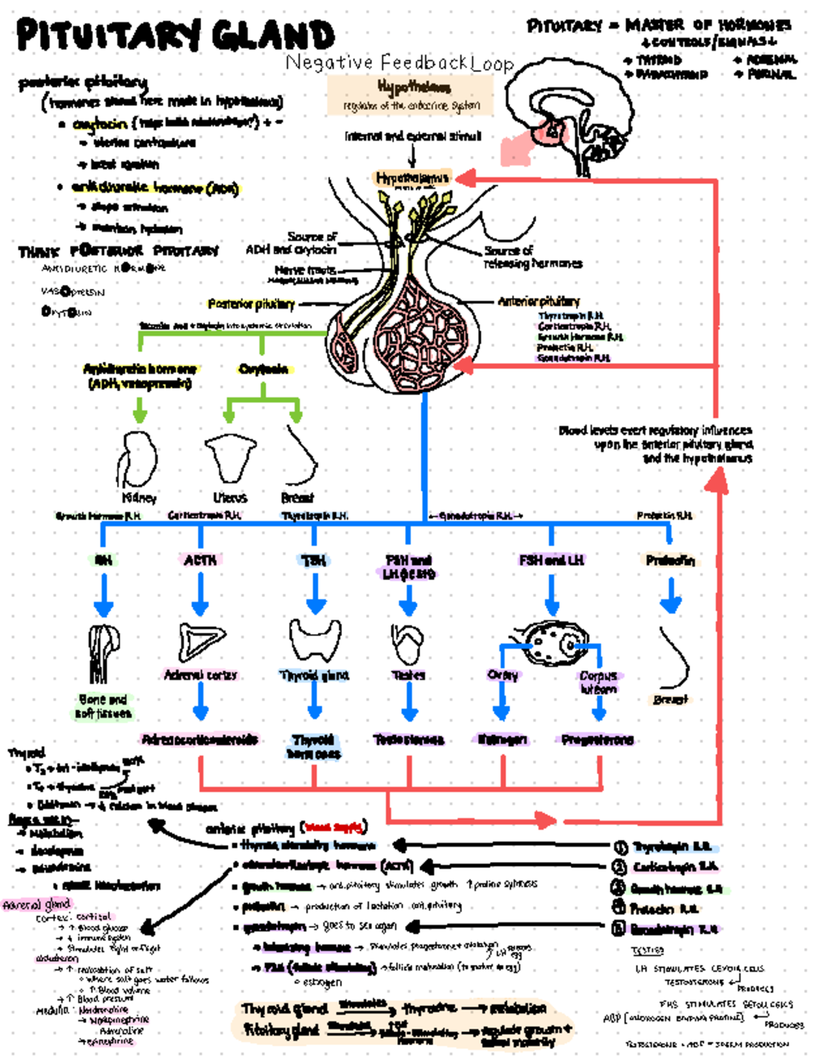 Pituitary 1 - Lecture notes 1/3 - PITUITARY = MASTER OF HORMONES ...