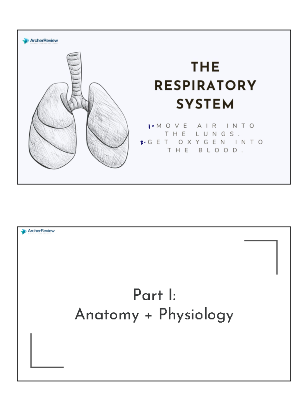 The Respiratory System - Respiratory Part I: Anatomy + Physiology 1 - I ...