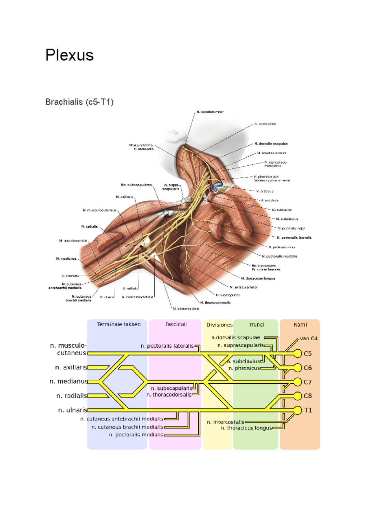 Plexus Brachialis - Plexus Brachialis (c5-T1) Pars supraclavicularis ...