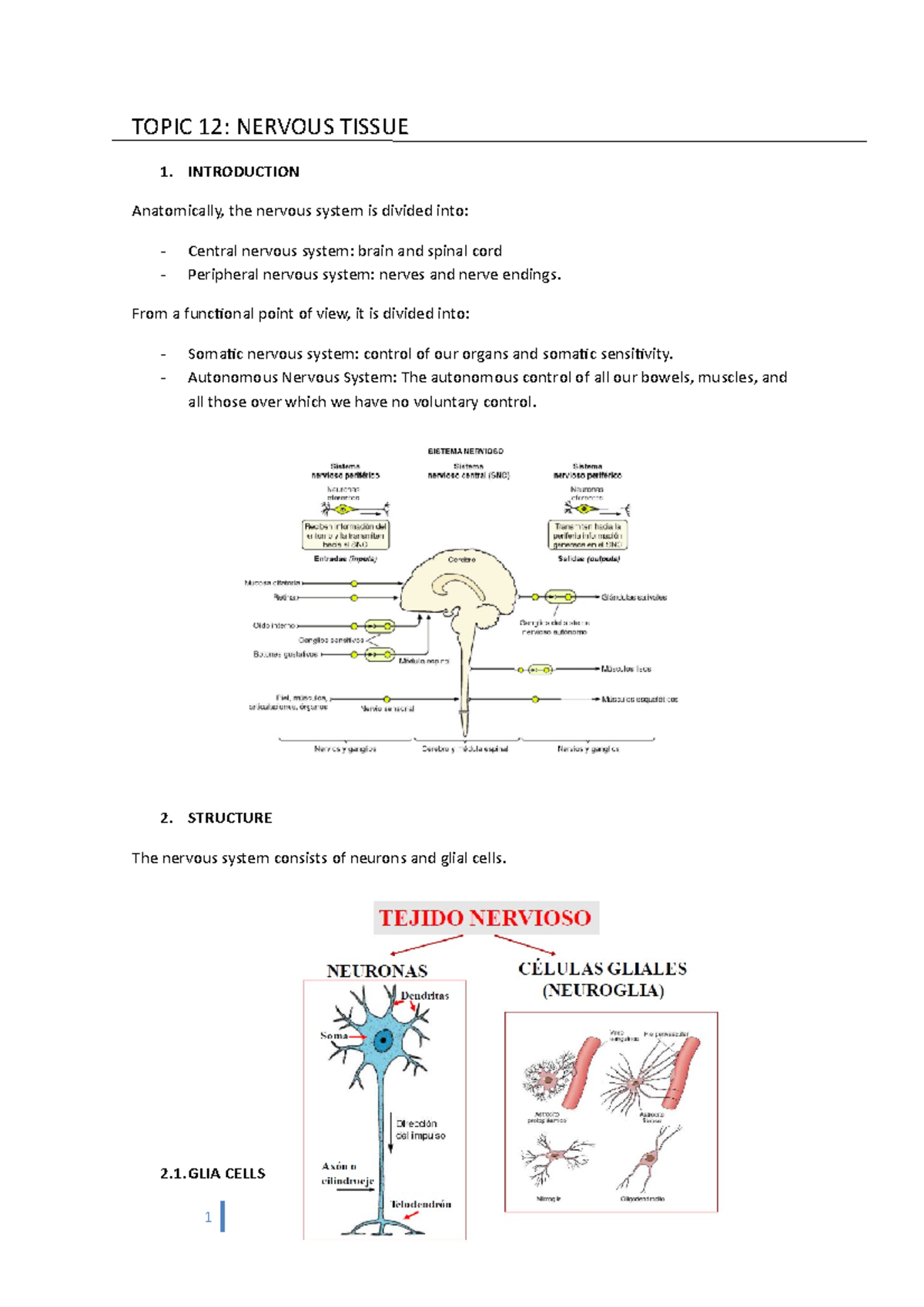 Unit 12 - Lecture notes 12 - TOPIC 12: NERVOUS TISSUE 1. INTRODUCTION ...