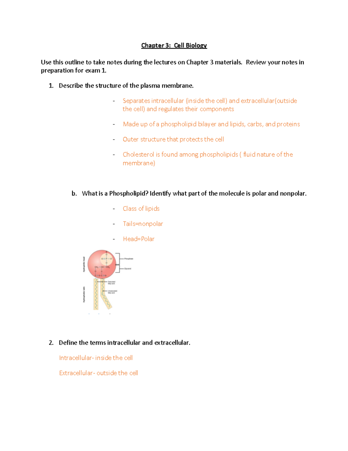Chapter 3 study guide updated 1 - Chapter 3: Cell Biology Use this ...