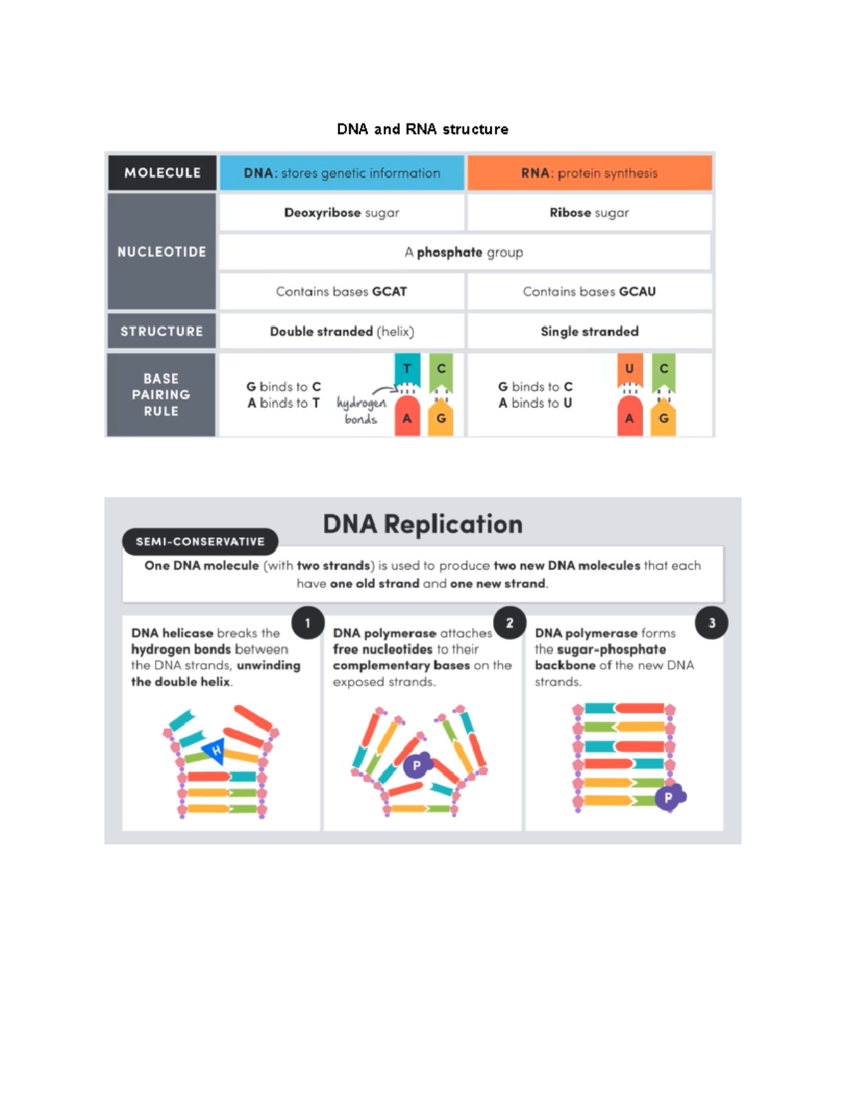 Bio Unit 4 Slides - DNA and RNA structure Genetic Variation Proteins ...