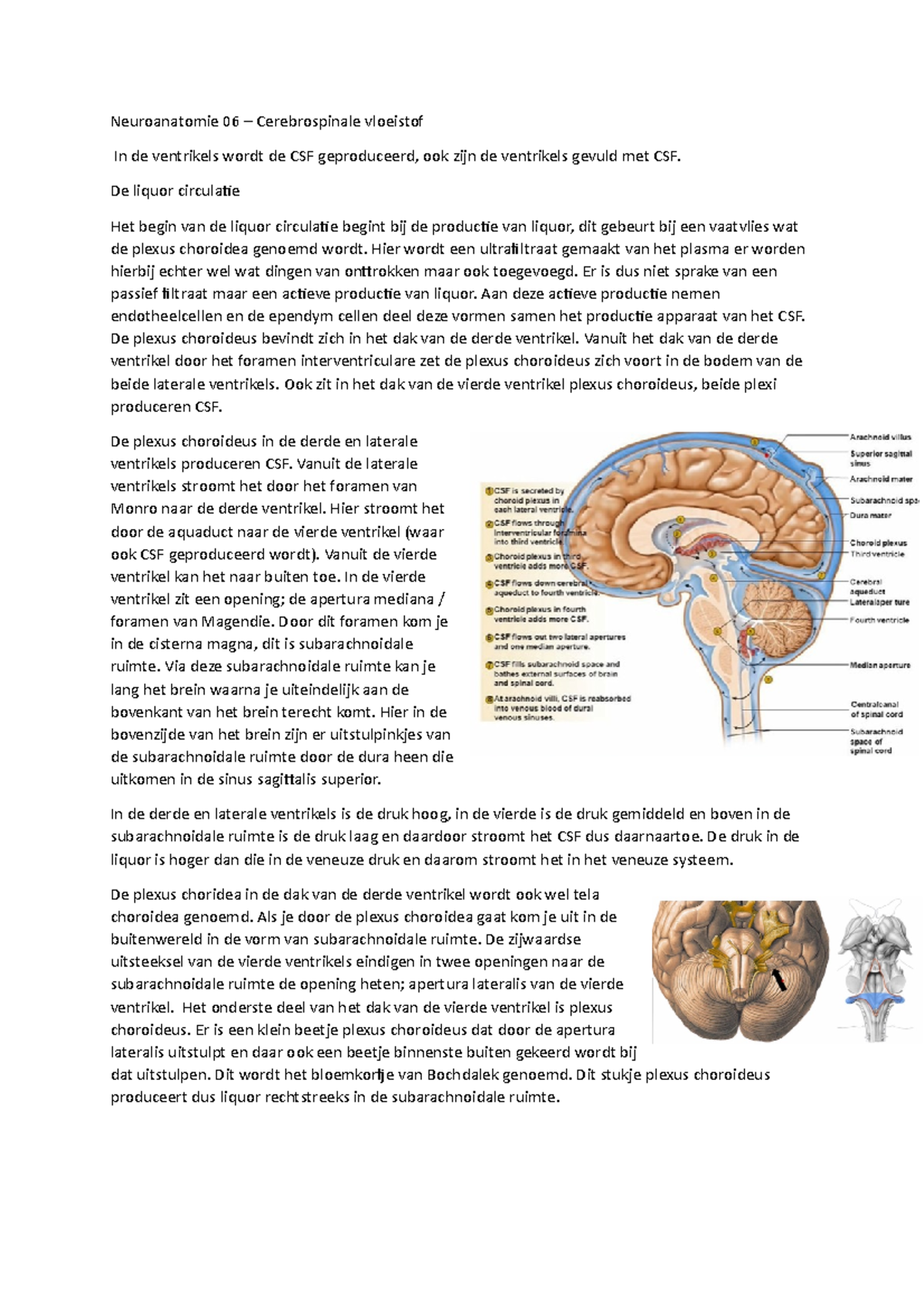 Cerebrospinale vloeistof - 06 - Neuroanatomie 06 – Cerebrospinale ...