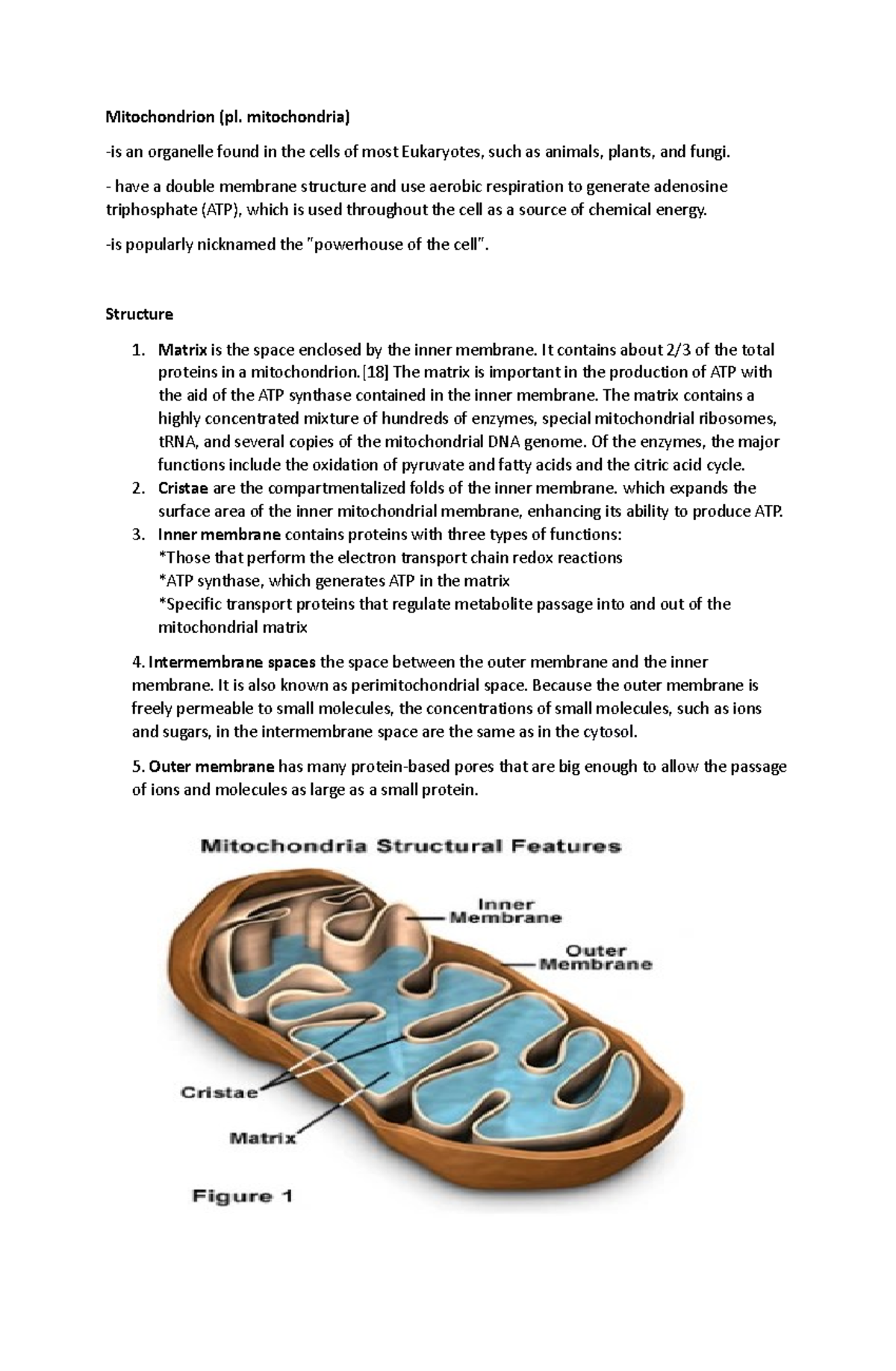 Mitochondrion - parts - Mitochondrion (pl. mitochondria) -is an ...