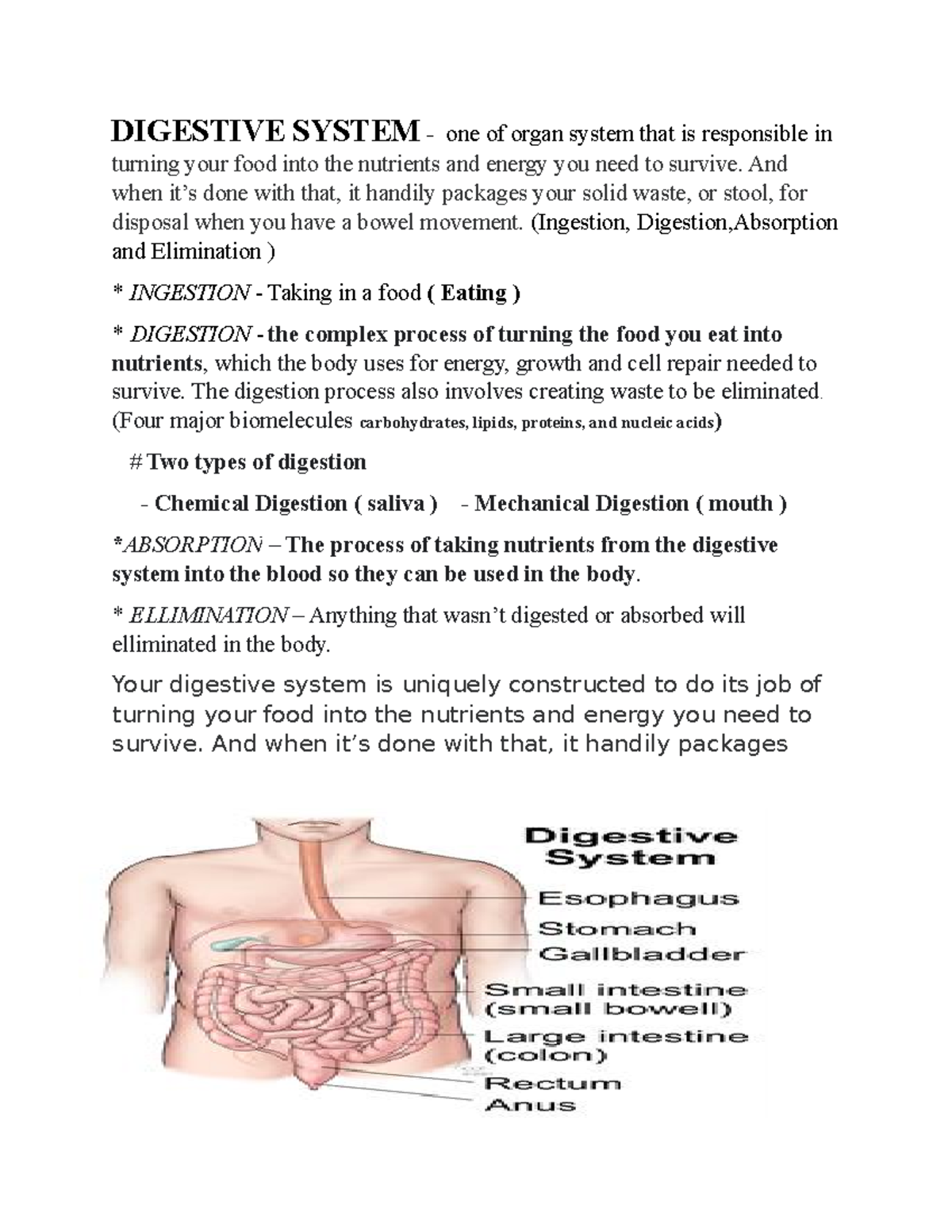 Digestive-System - Reviewer - DIGESTIVE SYSTEM - one of organ system ...