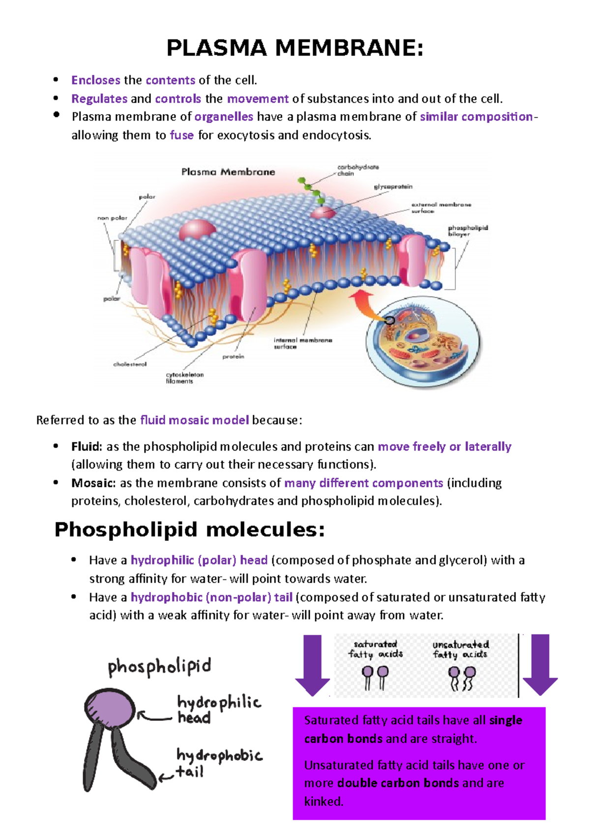 UNIT 3 AOS 1 - year 12 bio notes - PLASMA MEMBRANE: Encloses the ...