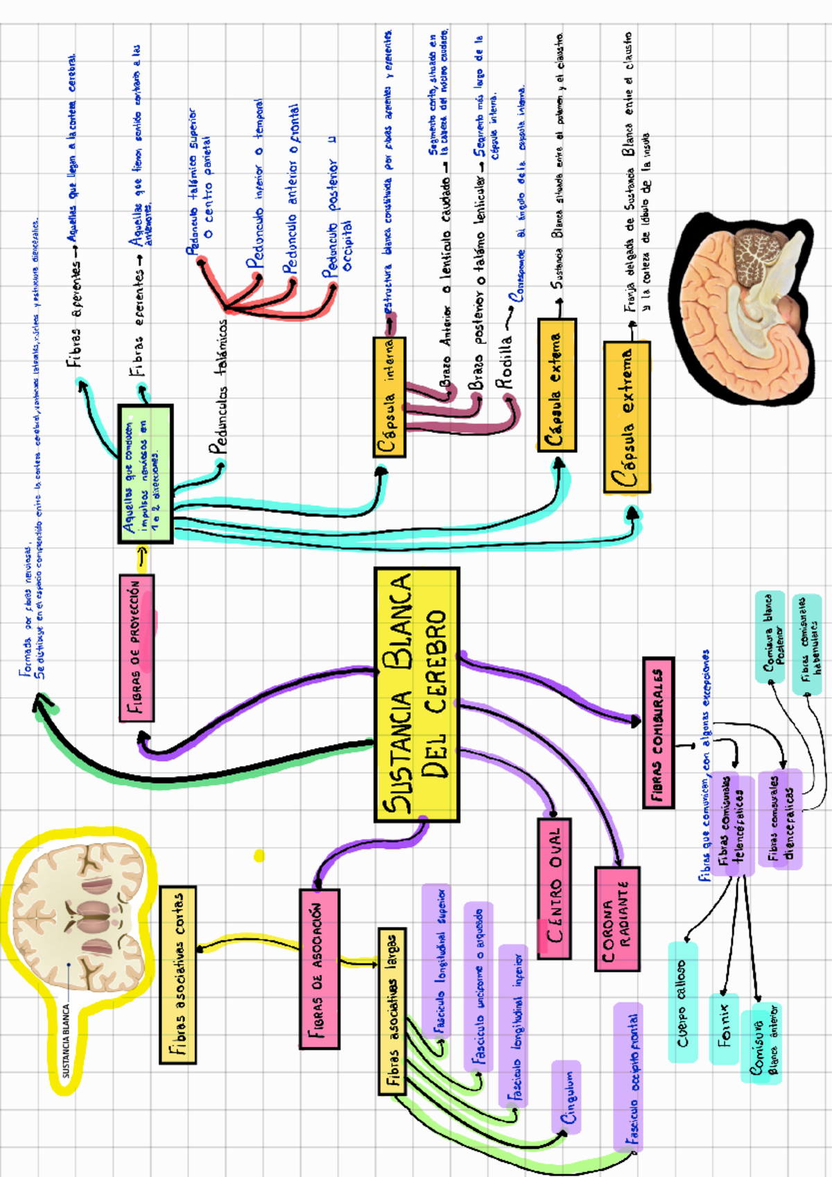 Mapa conceptual de sustancia blanca 231004 220501 - Anatomía Humana - Studocu