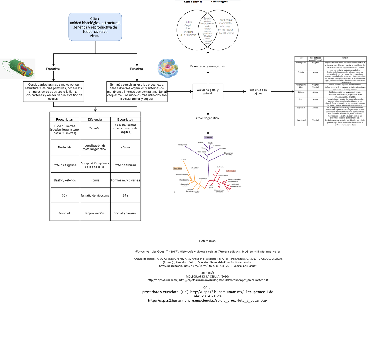 Diagrama Célula animal y vegetal - Célula unidad histológica ...