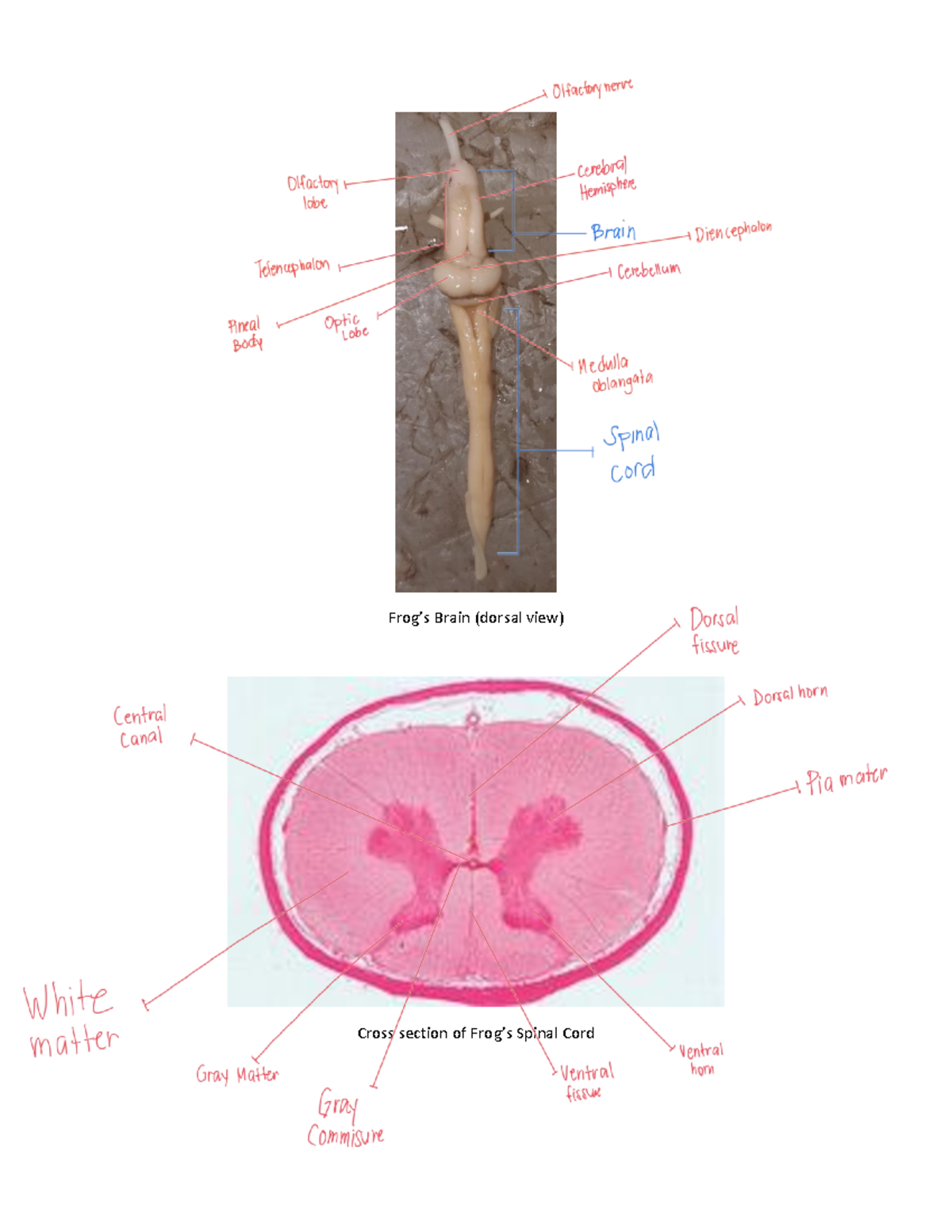 The+Brain+and+Spinal+Cord+Frog - General Zoology (Laboratory) - Frog’s ...