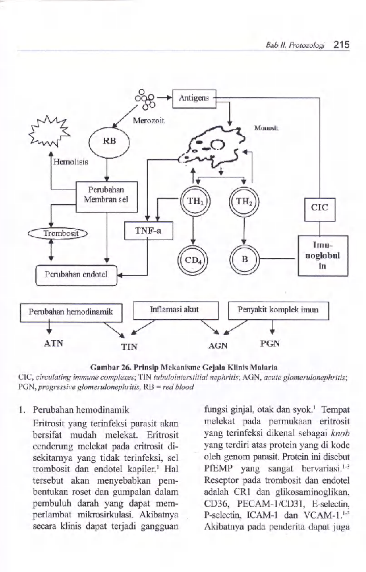 Parasitologi Kedokteran-72 - Bab II. Prorozologi 215 Perubahan endotel ...