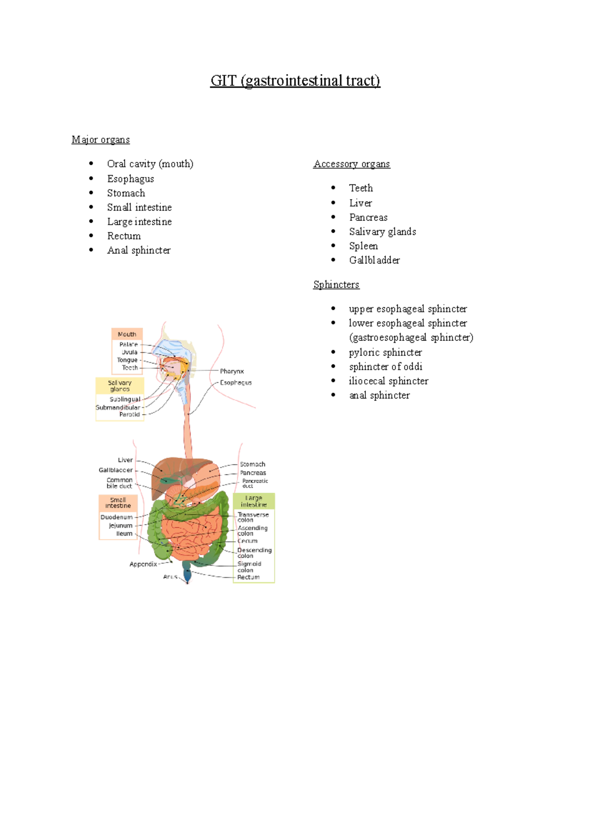 Anatomy and Physiology lecture notes on the gastrointestinal tract ...
