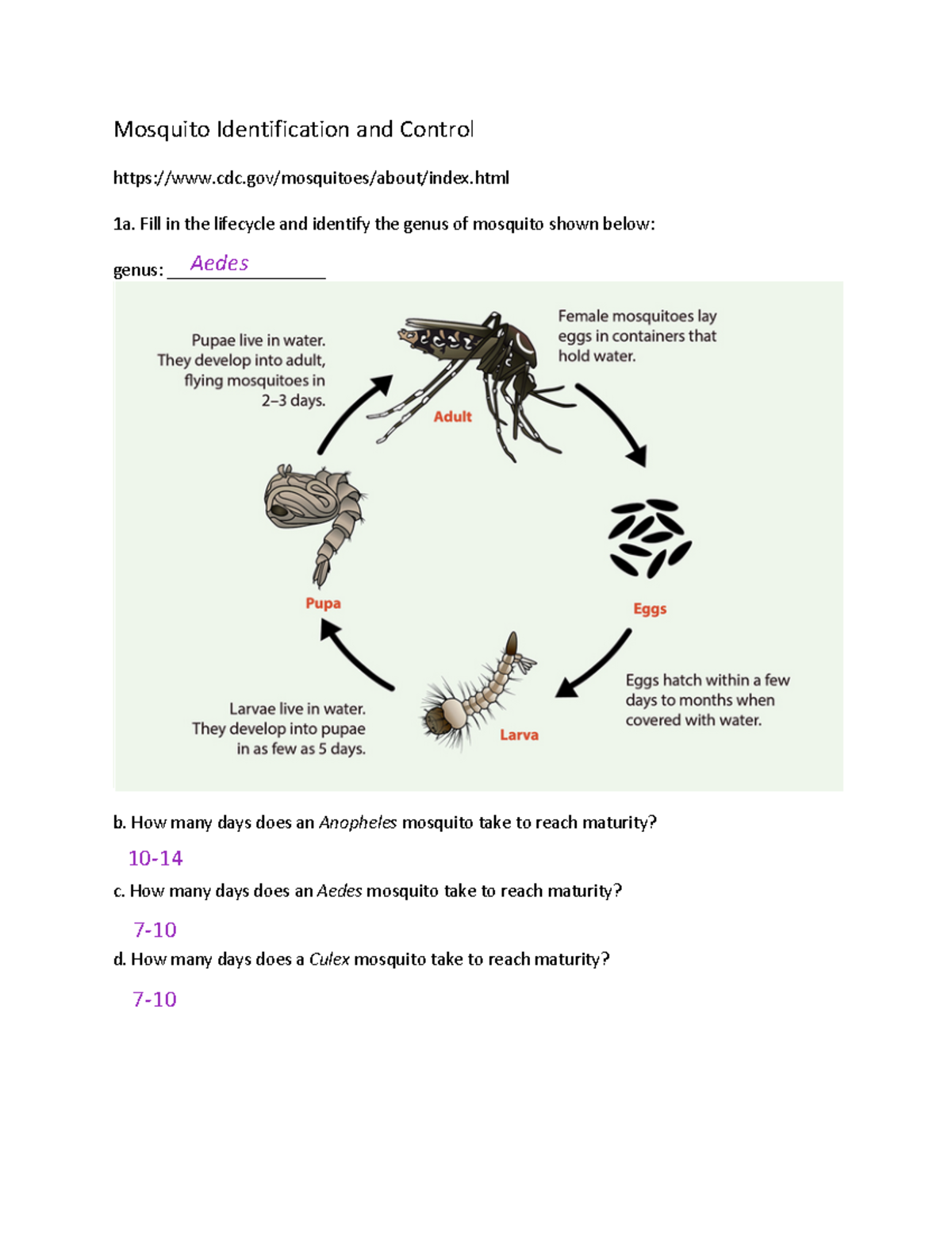 Answers - Mosquito worksheet answer key - Mosquito Identification and ...