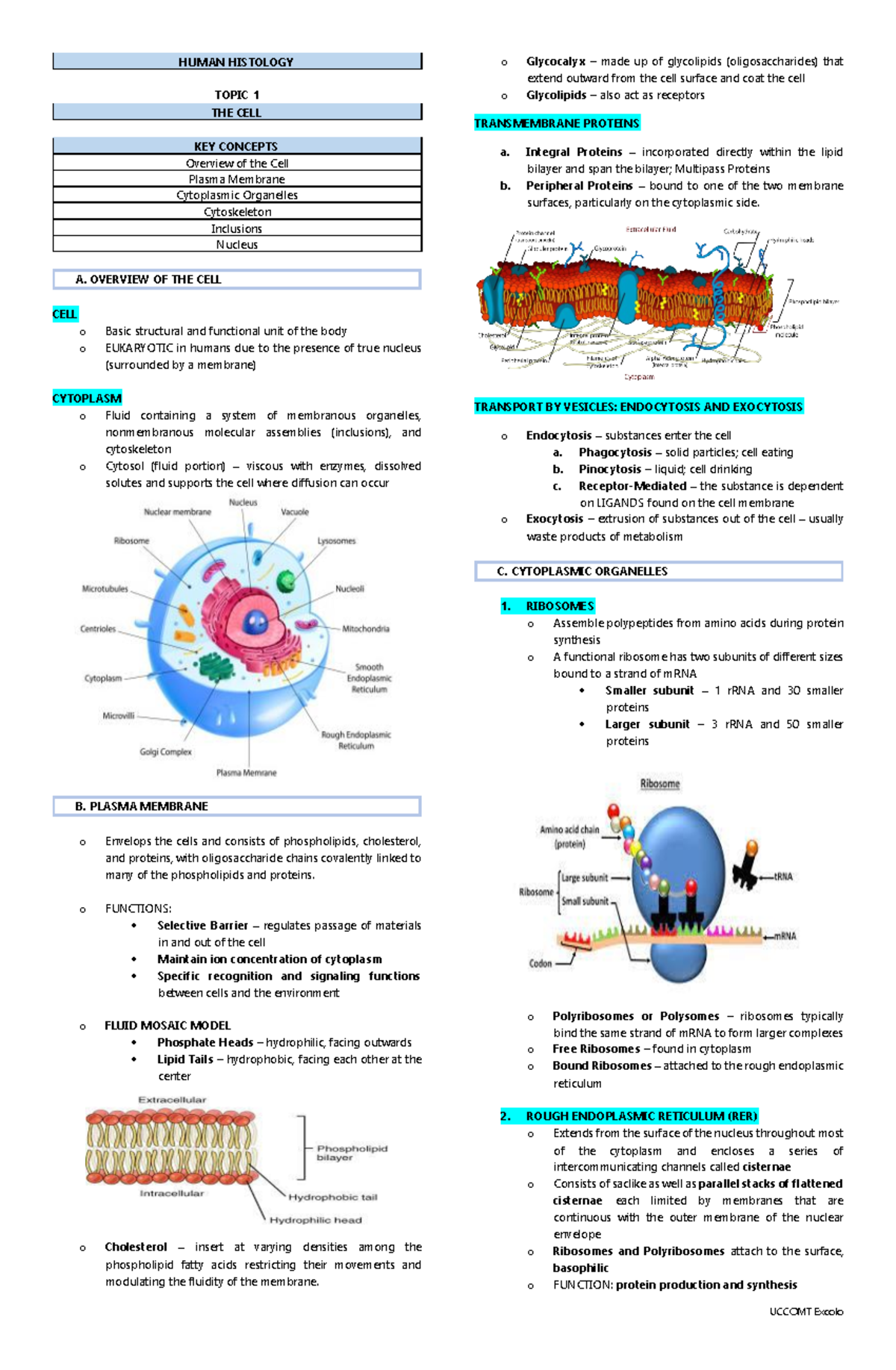 Histology-Transes - random file - HUMAN HISTOLOGY TOPIC 1 THE CELL KEY ...