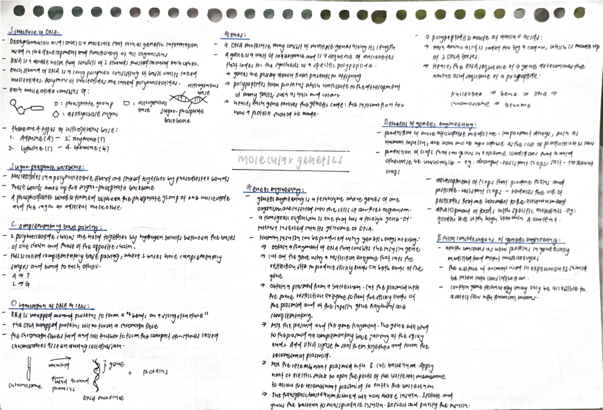 Molecular genetics notes - hill my hald 100 MOUSA hillry comportinous ...