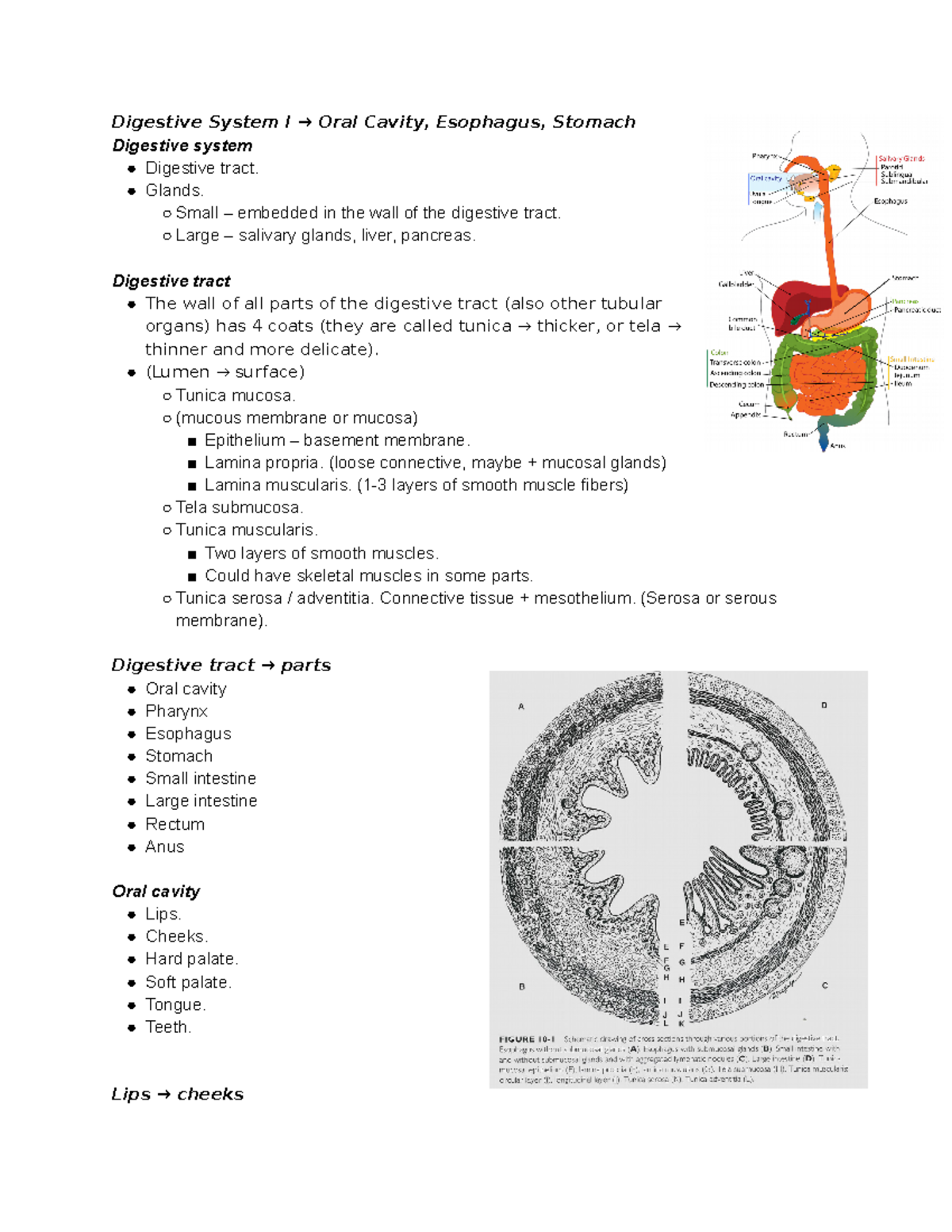 Digestive System I - Oral Cavity, Esophagus, Stomach - Digestive System ...