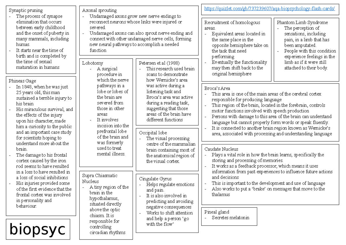 Quizlet biopsych revision 7 - Pineal gland Secretes melatonin Caudate ...