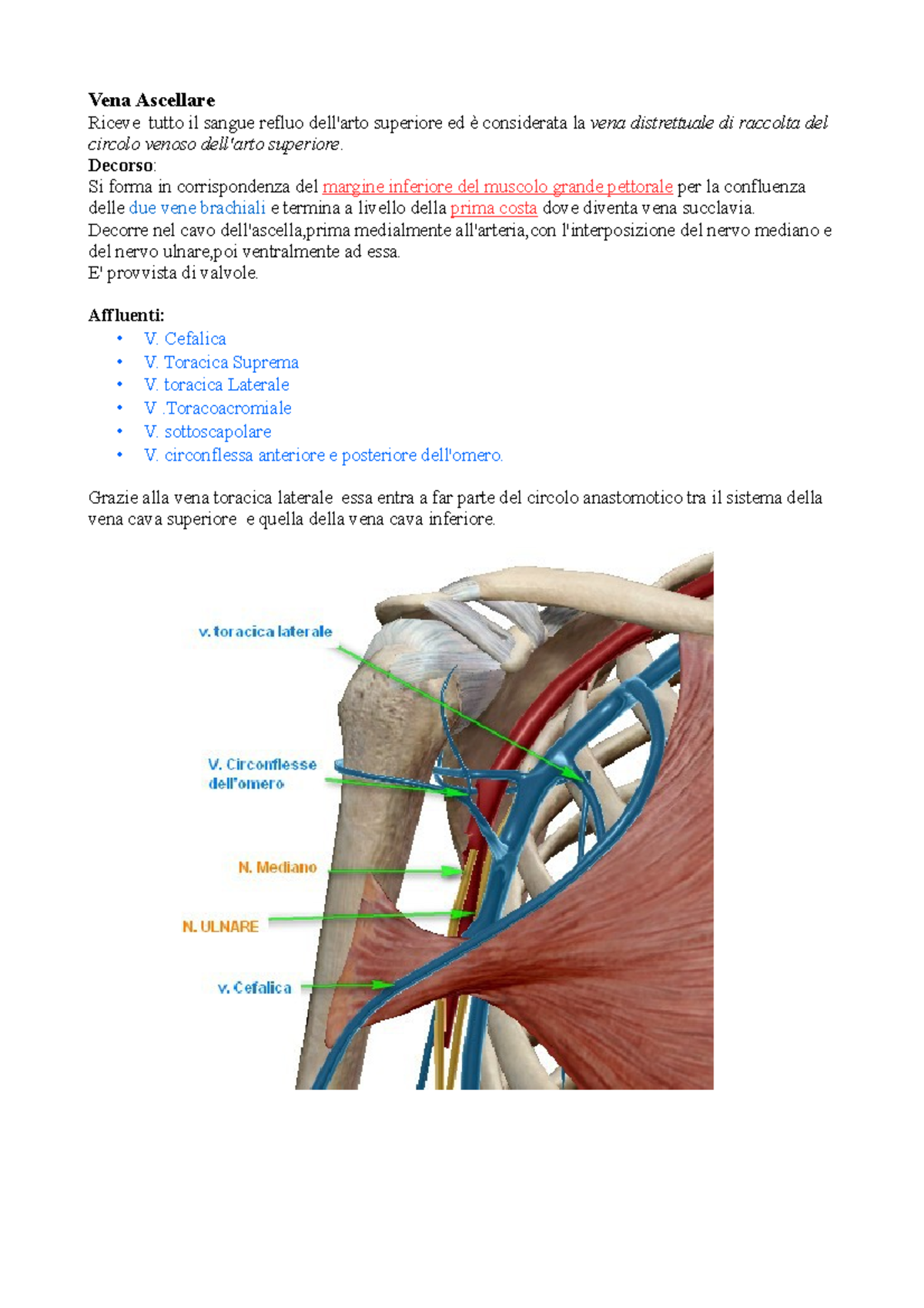 Appunti, lezione 25 - vena ascellare alle gonadiche - anatomia 1 - a.a ...