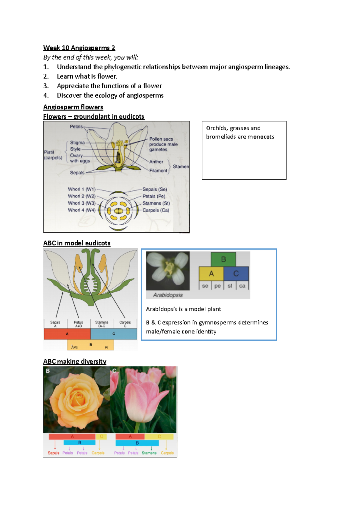 Week 10 Angiosperms part 2 - Week 10 Angiosperms 2 By the end of this ...