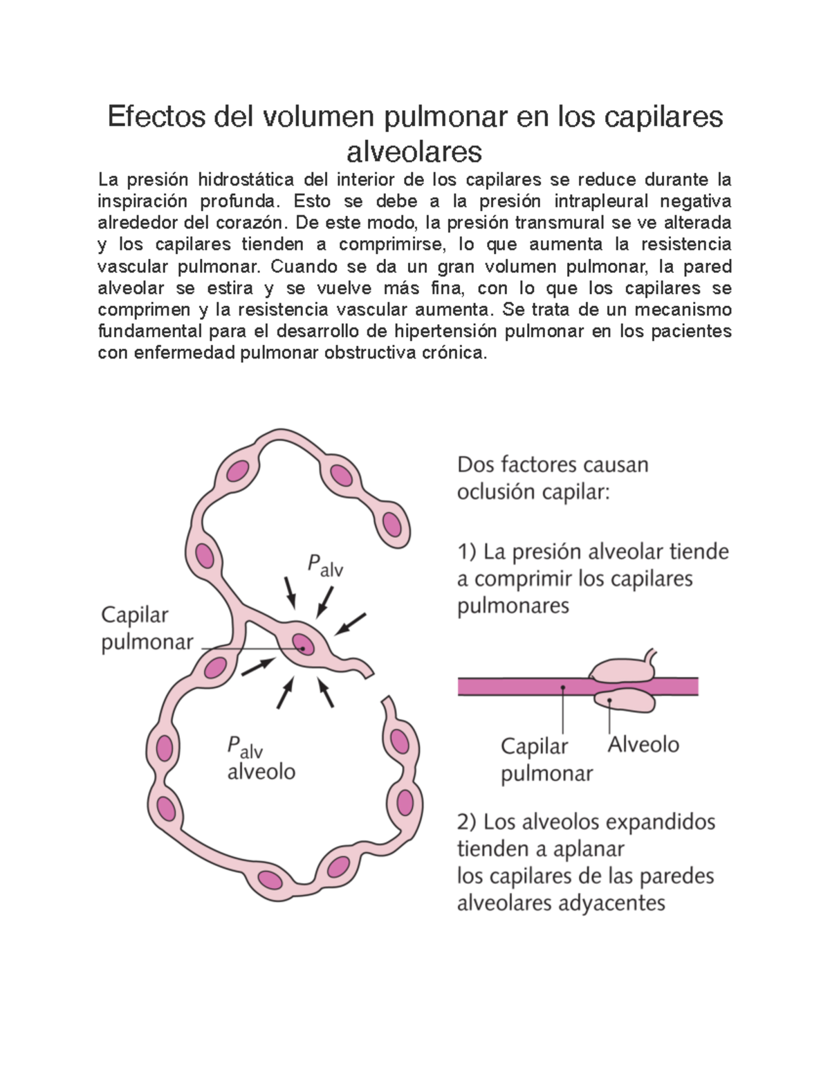 Efectos del volumen pulmonar en los capilares alveolares - Efectos del ...