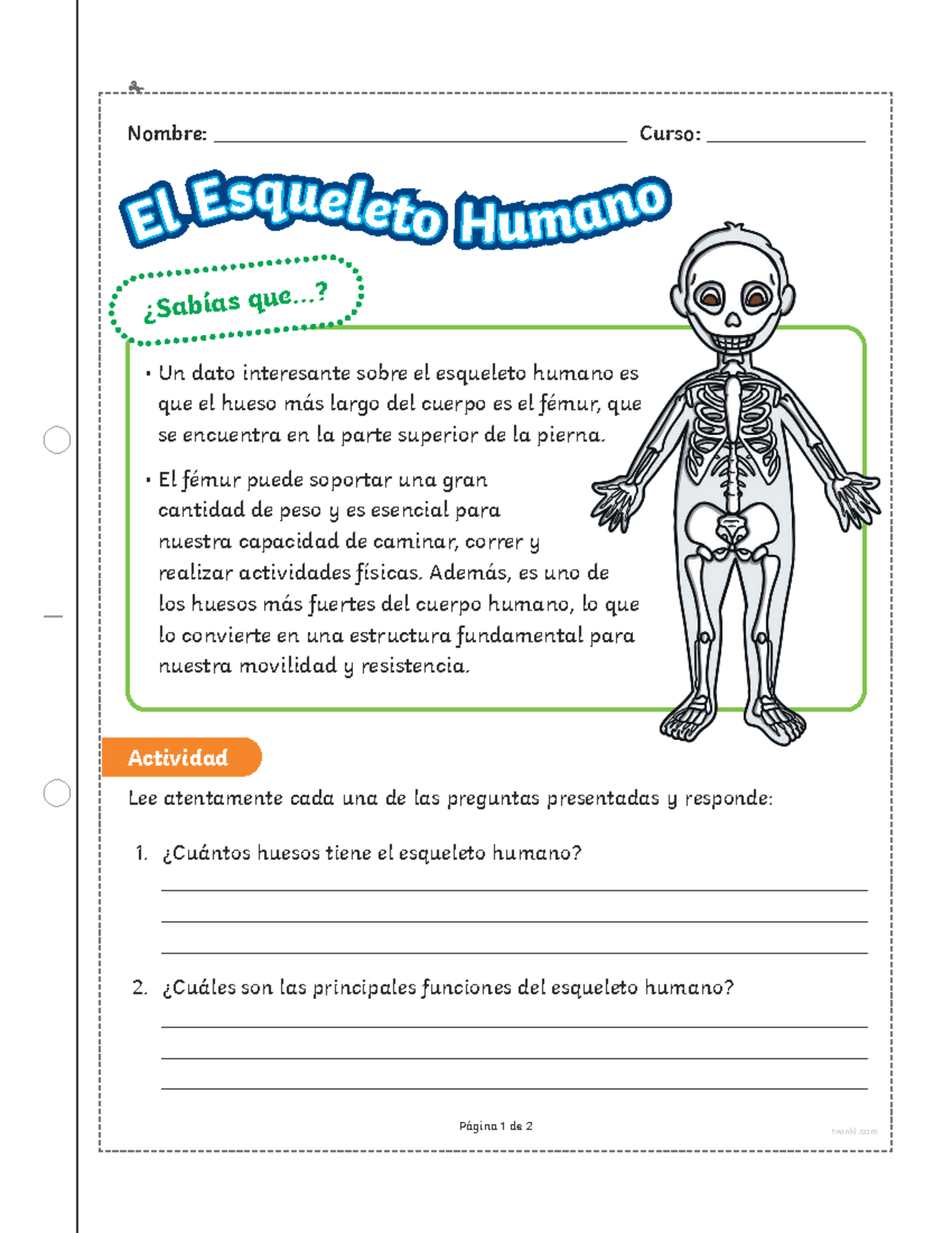 Esqueleto - • Un dato interesante sobre el esqueleto humano es que el ...